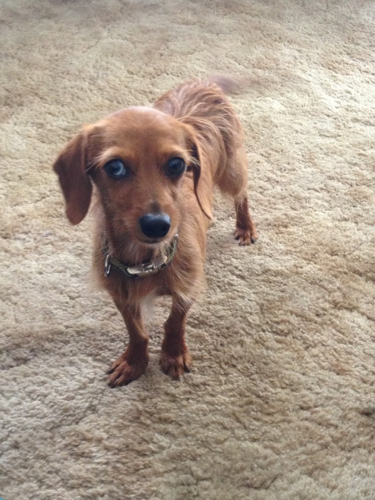 Sweet Amber Dog