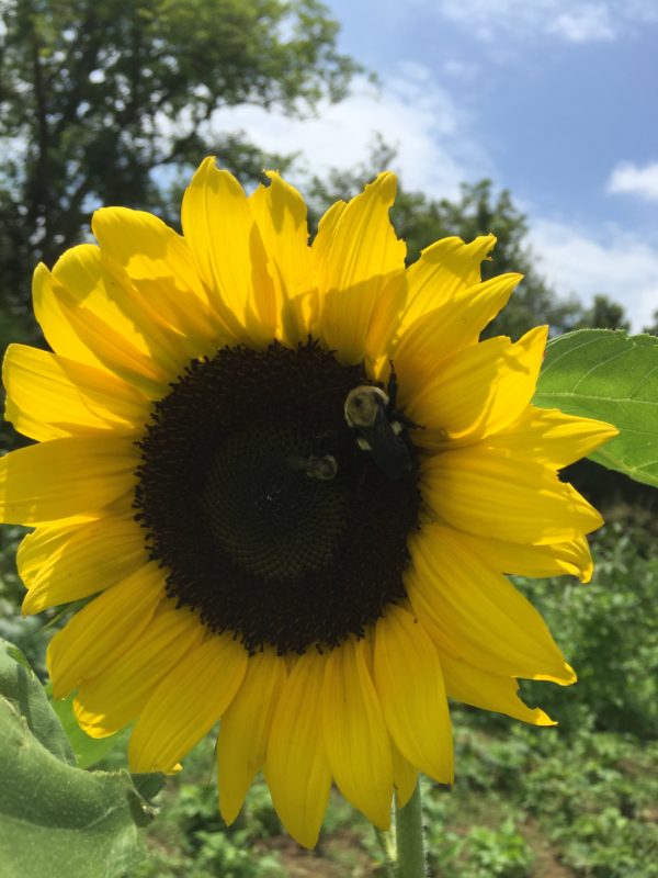 Sunflowers of Joy